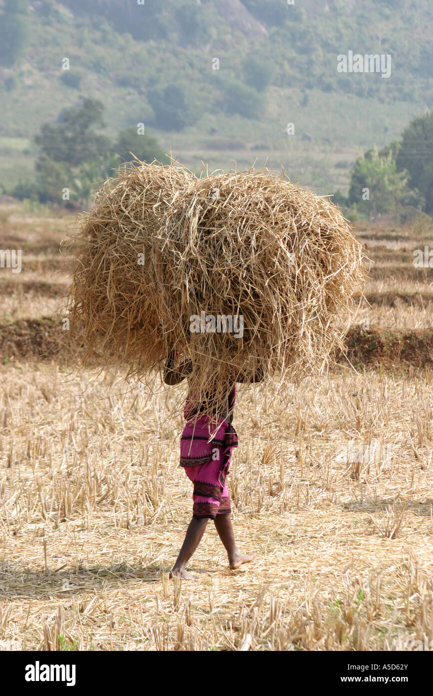 Women carrying large bundles of hay on their heads in Orissa,India ...