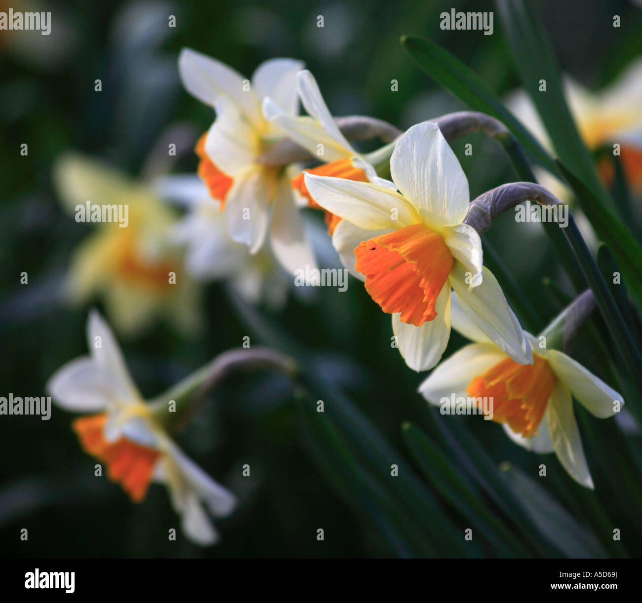 A bunch of spring daffodil taken close up Stock Photo - Alamy