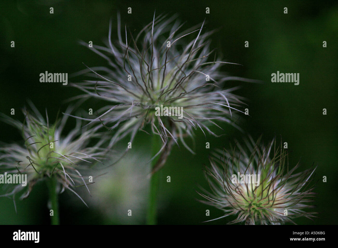 Three flower seed heads close up Stock Photo - Alamy
