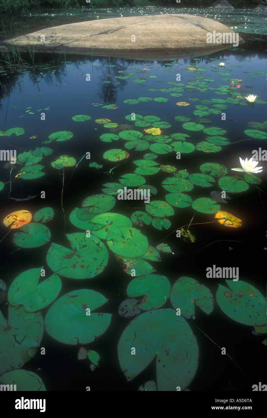 Water lily adaptations hi-res stock photography and images - Alamy