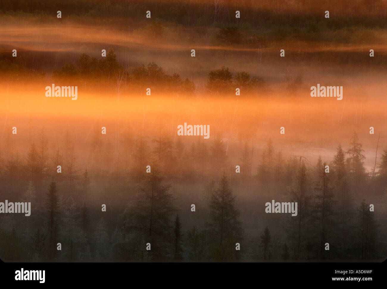Bog ecosystems hi-res stock photography and images - Alamy