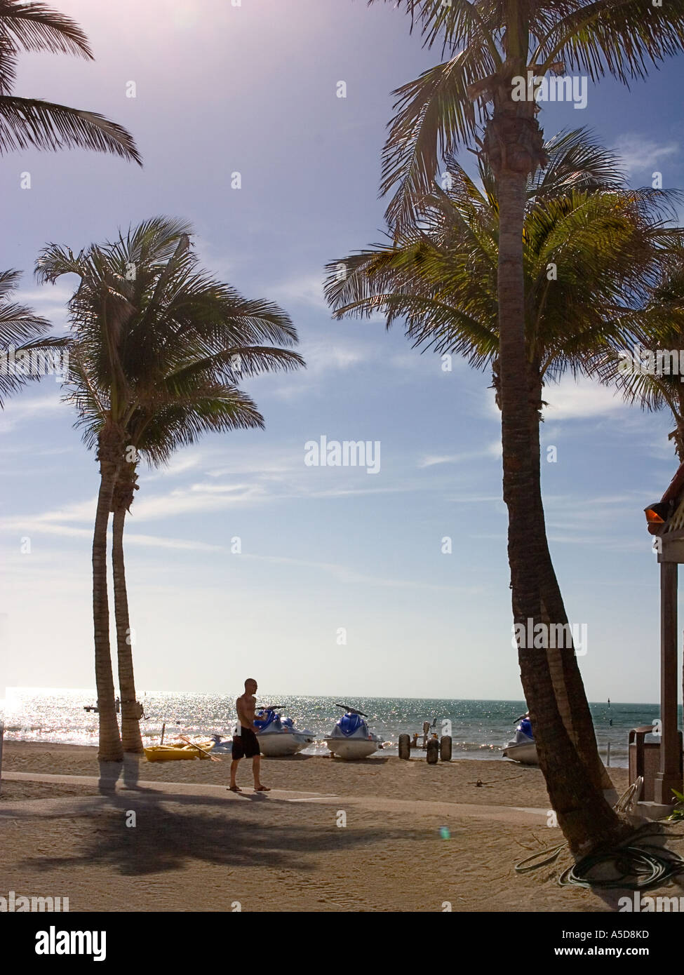 Palm trees on the beach, Key West Florida Stock Photo - Alamy