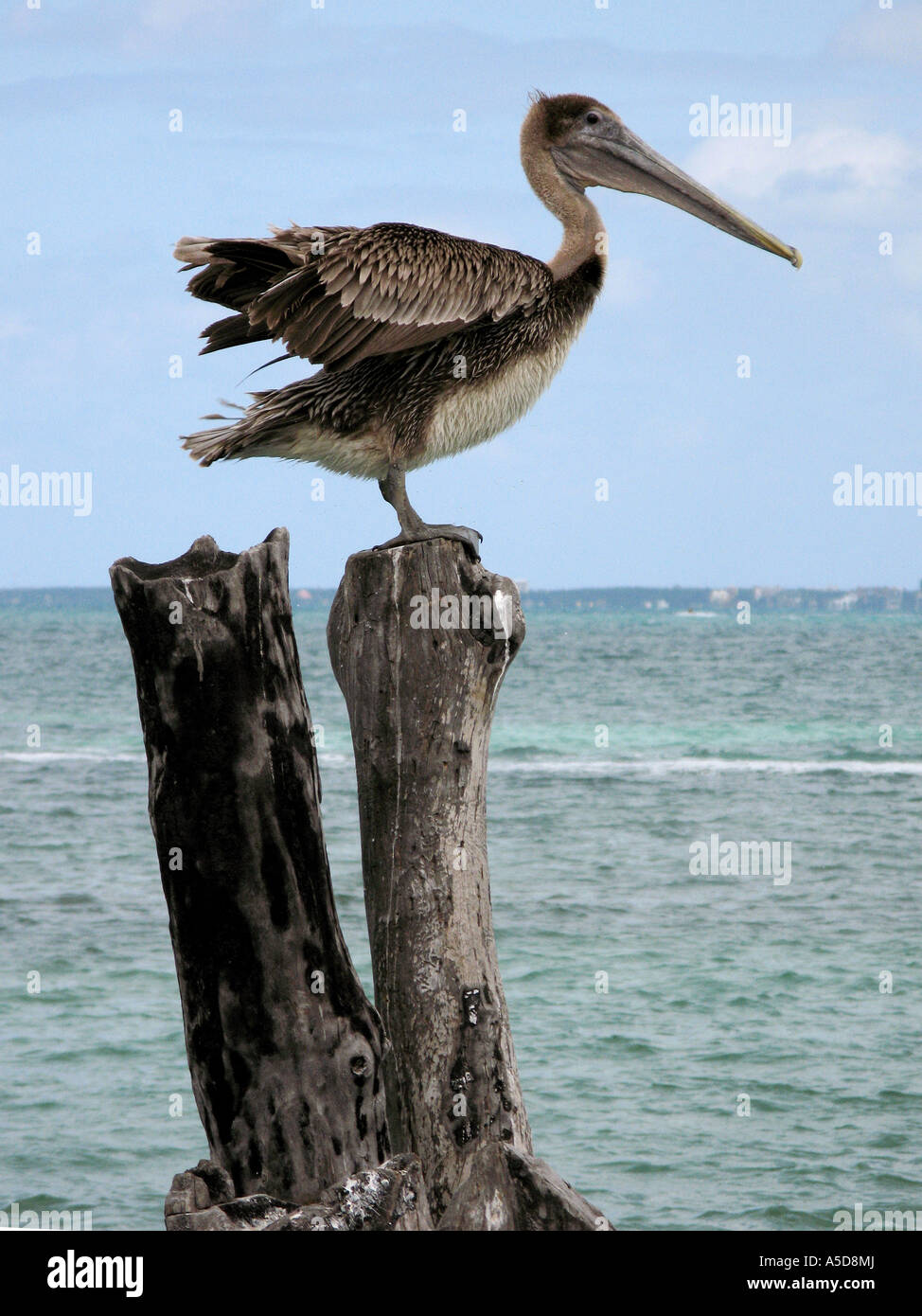 Pelecan Cancun Yucatan peninsular Mexico Stock Photo - Alamy