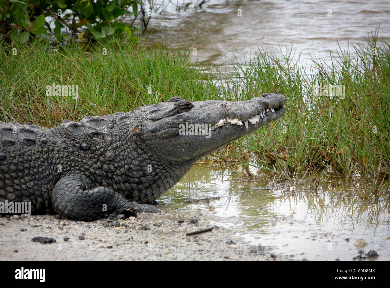 Wild crocodile Cancun Yucatan peninsular Mexico Stock Photo - Alamy