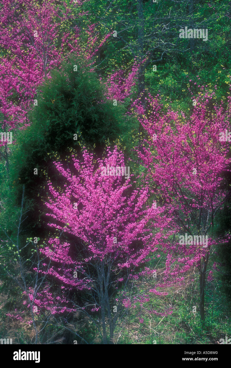 Blooming red bud trees with red cedar tree Beattyville KY Stock Photo ...