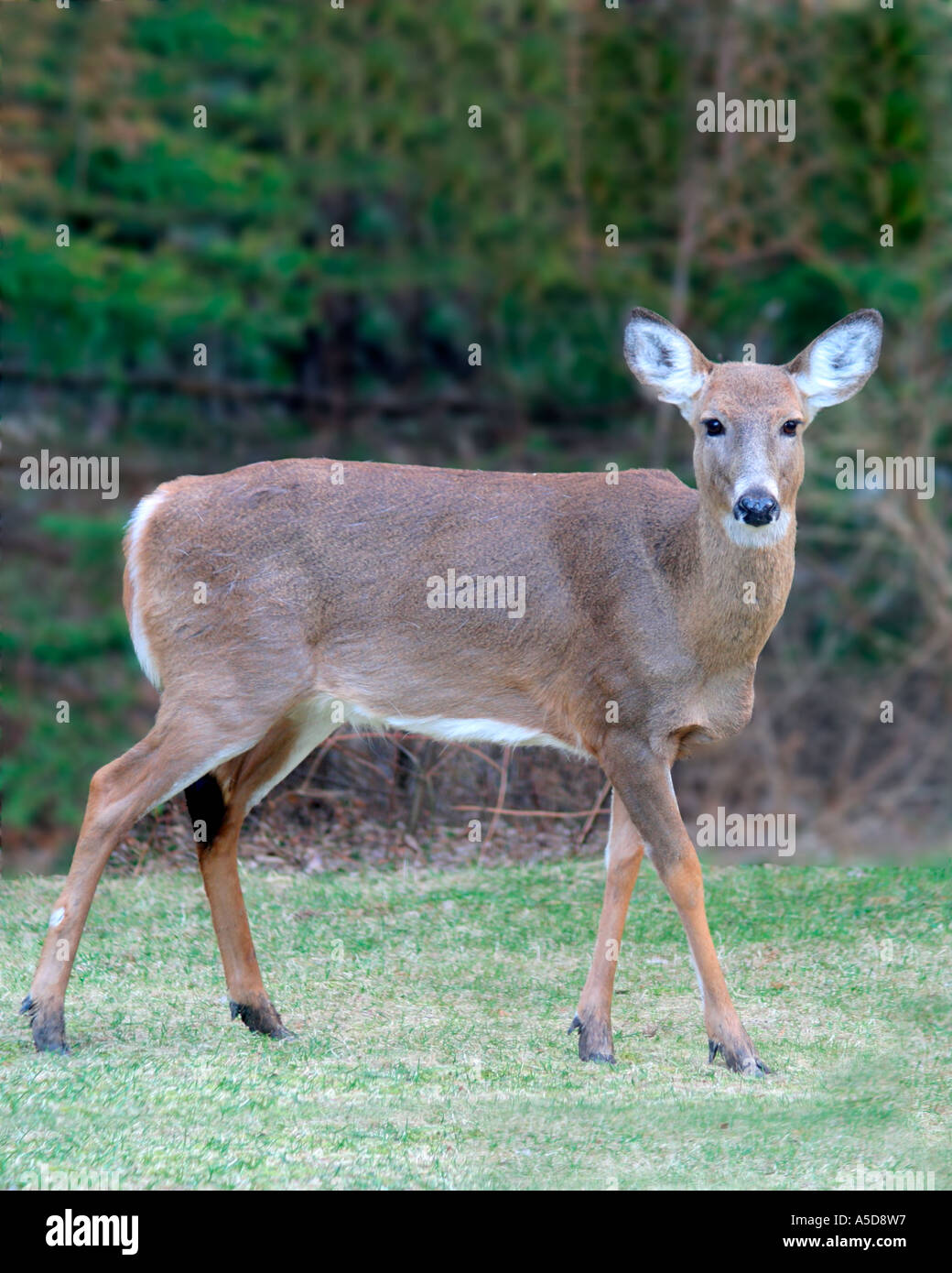 A Startled Deer Stock Photo - Alamy