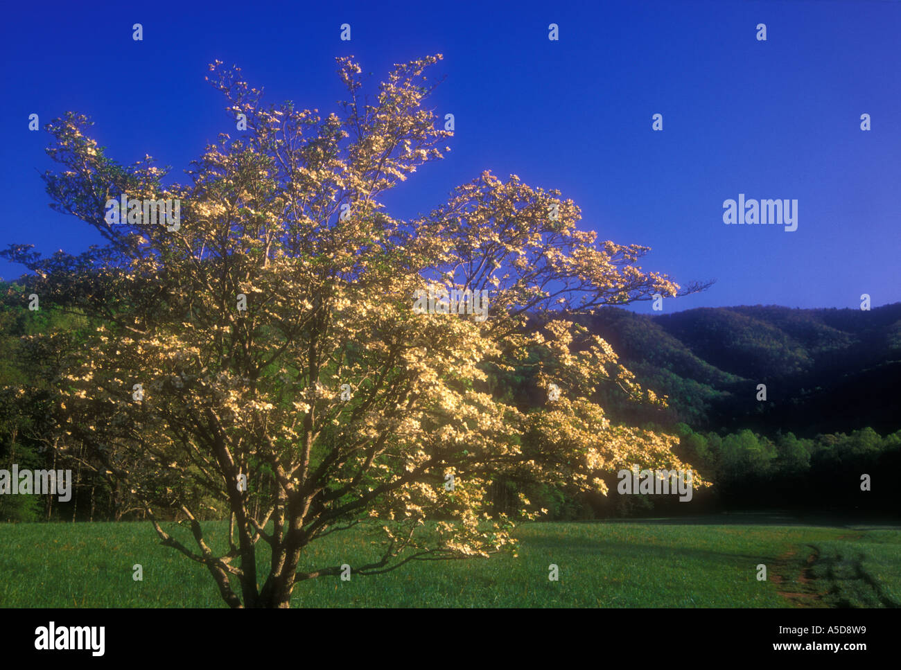 Flowering dogwood and path at edge of meadow in Cades Cove Great Smoky ...