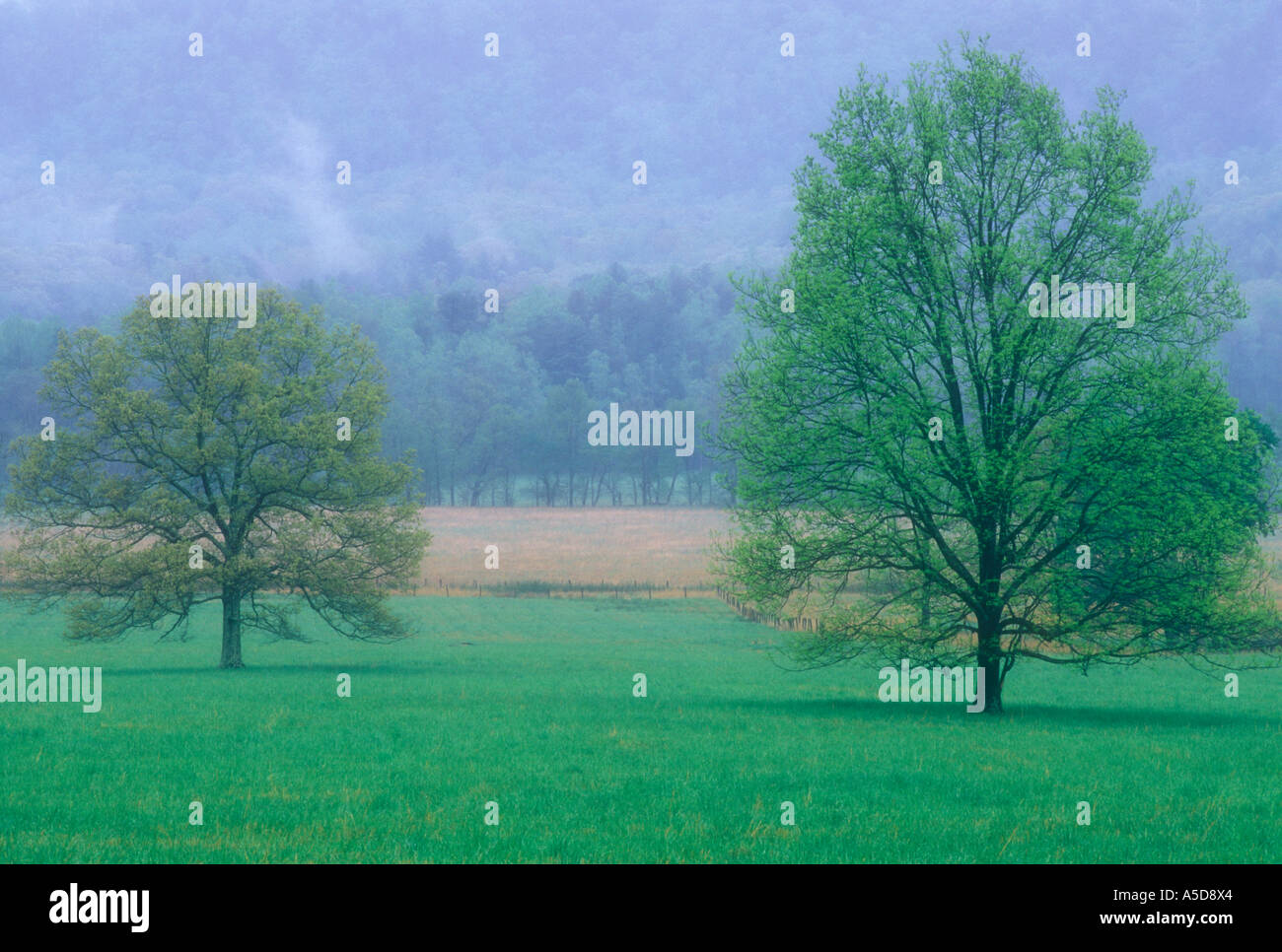 Fresh spring foliage on maple trees in rainy pasture at Cades Cove ...