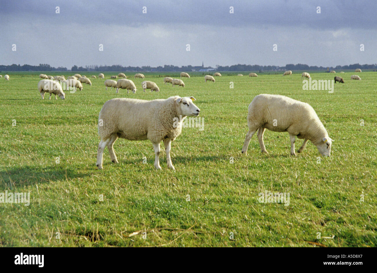Friesland, sheep and pasture in the north, Netherlands Stock Photo - Alamy