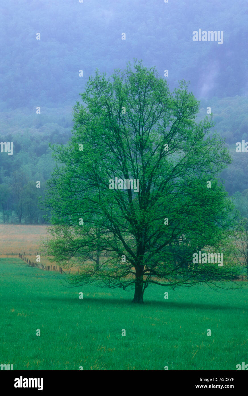 Fresh spring foliage on maple trees in rainy pasture at Cades Cove ...
