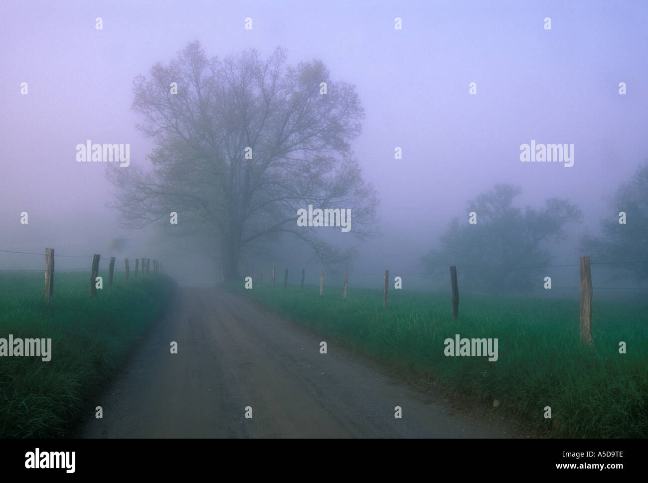 Fence line and trees in fog along Hyatt Lane in Cades Cove Great Smoky ...