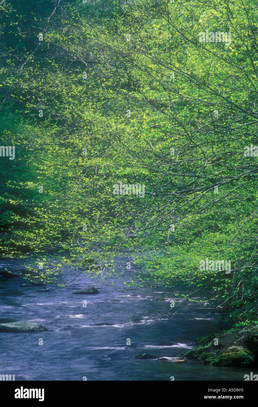 Overhanging trees background hi-res stock photography and images - Alamy