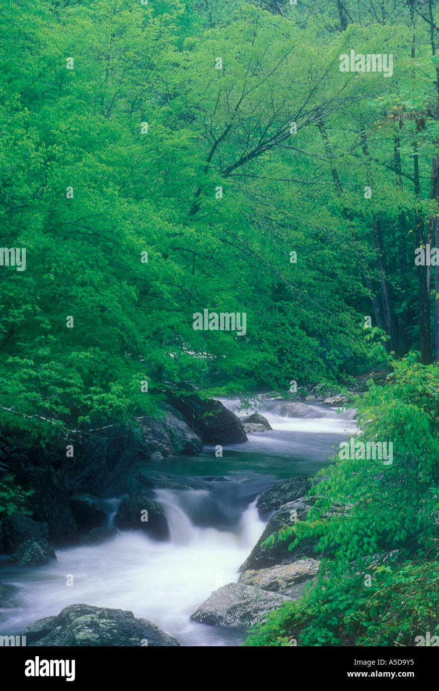 Fresh foliage overhanging rapids in Little River on a rainy day Great ...