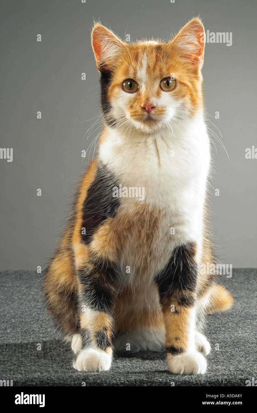 cat - sitting - cut out Stock Photo - Alamy