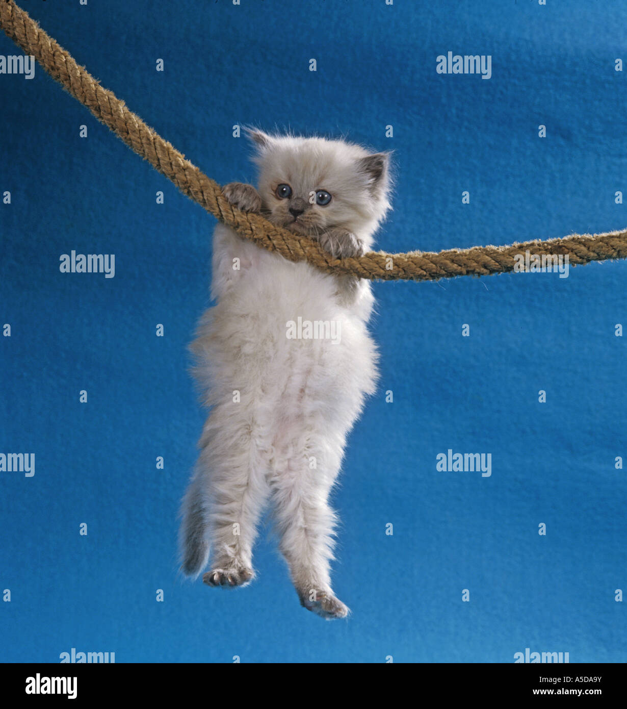 Persian kitten - hanging on rope Stock Photo - Alamy