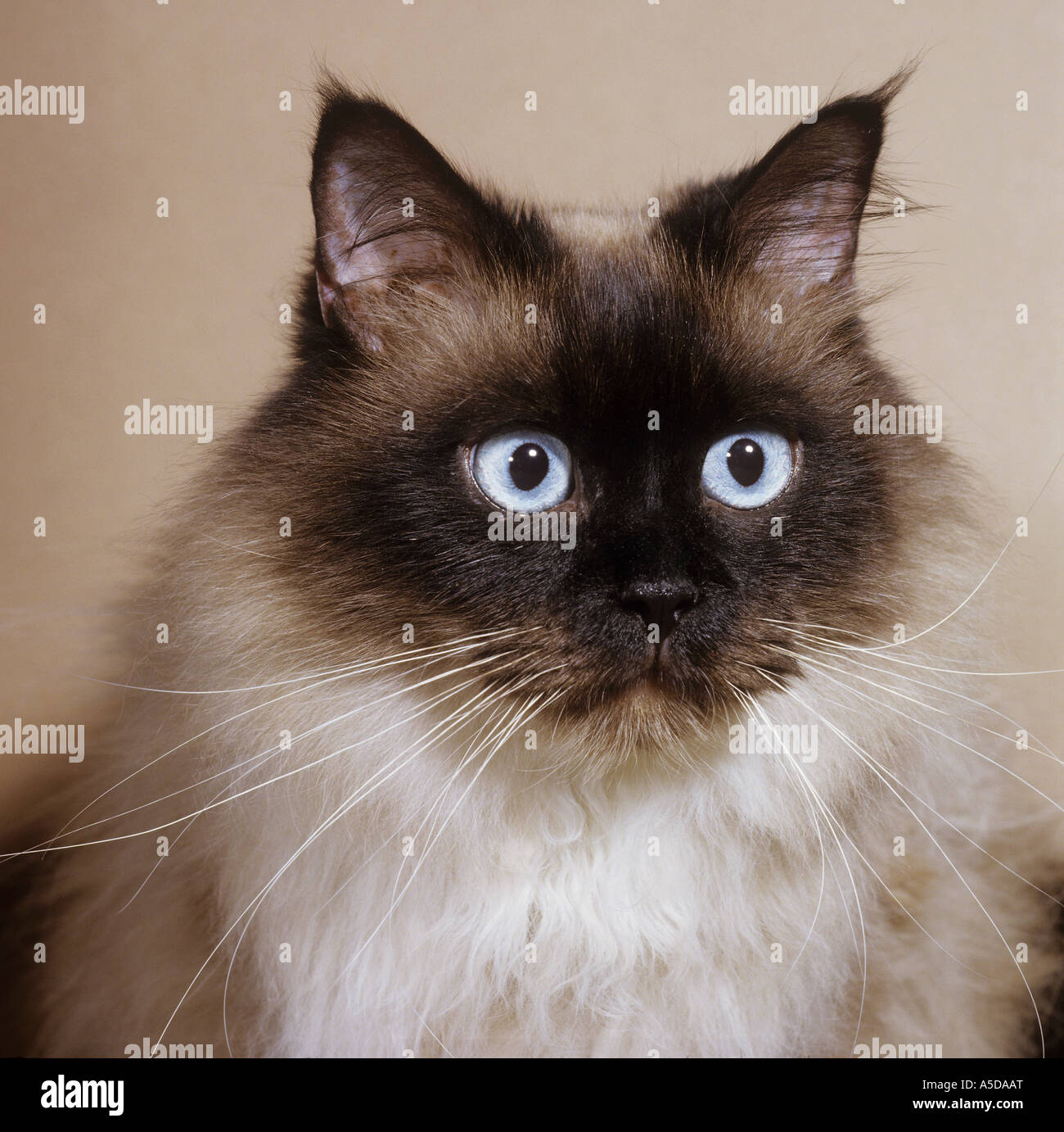 Colourpoint - portrait Stock Photo - Alamy