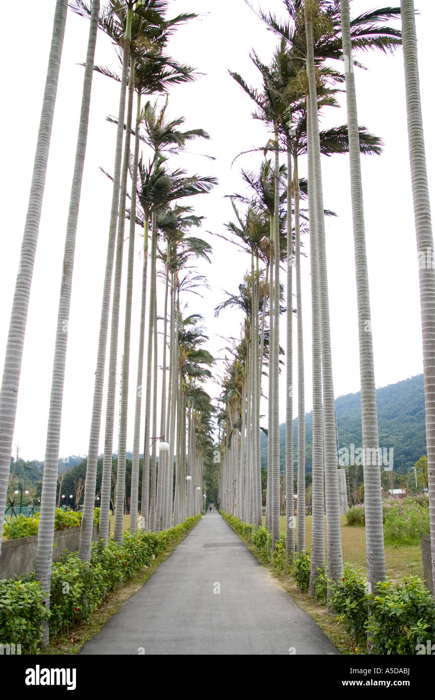 Stock photo of a row of palm trees at the Shilin Official Residence ...