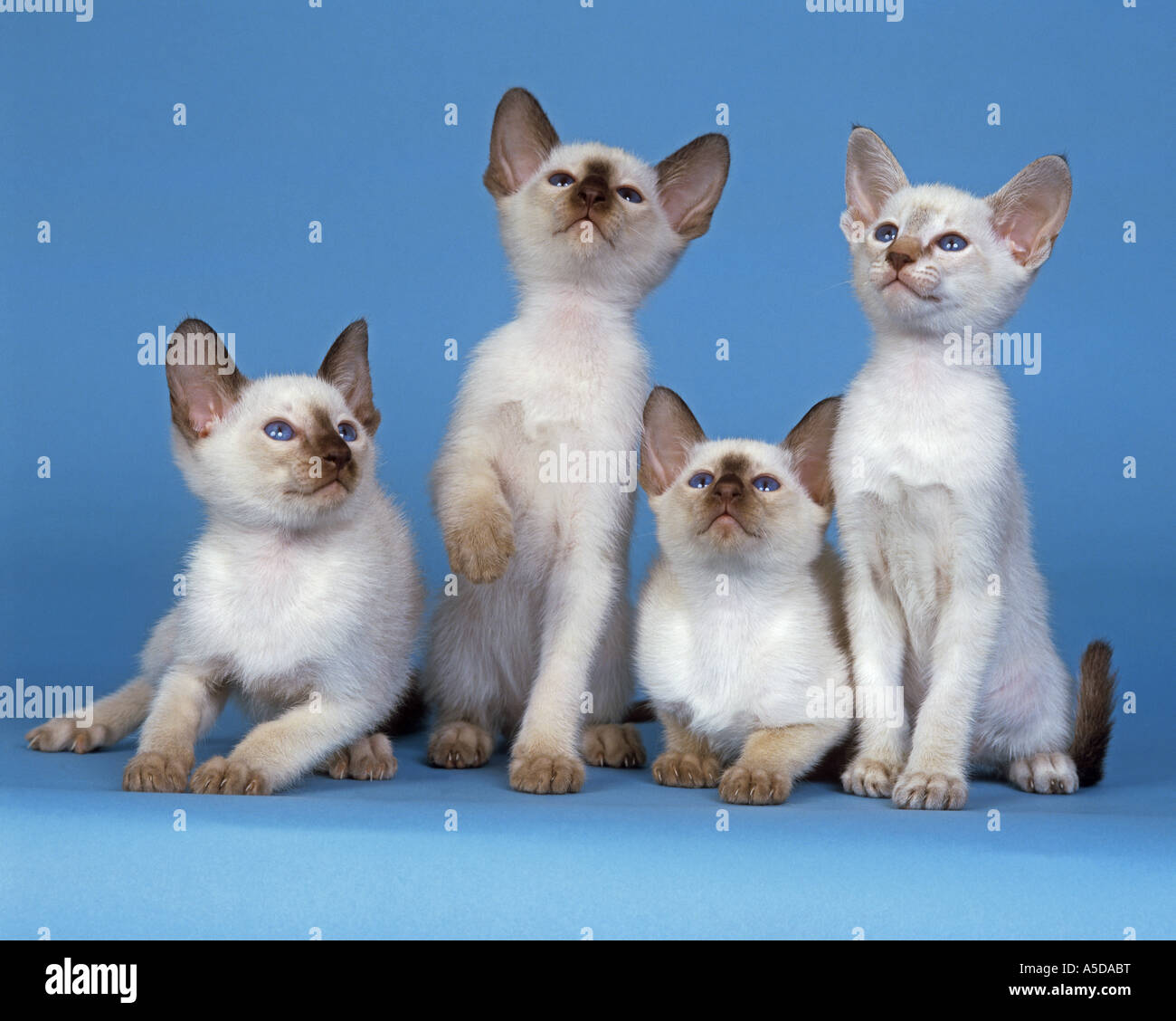 four young Siamese kittens Stock Photo - Alamy