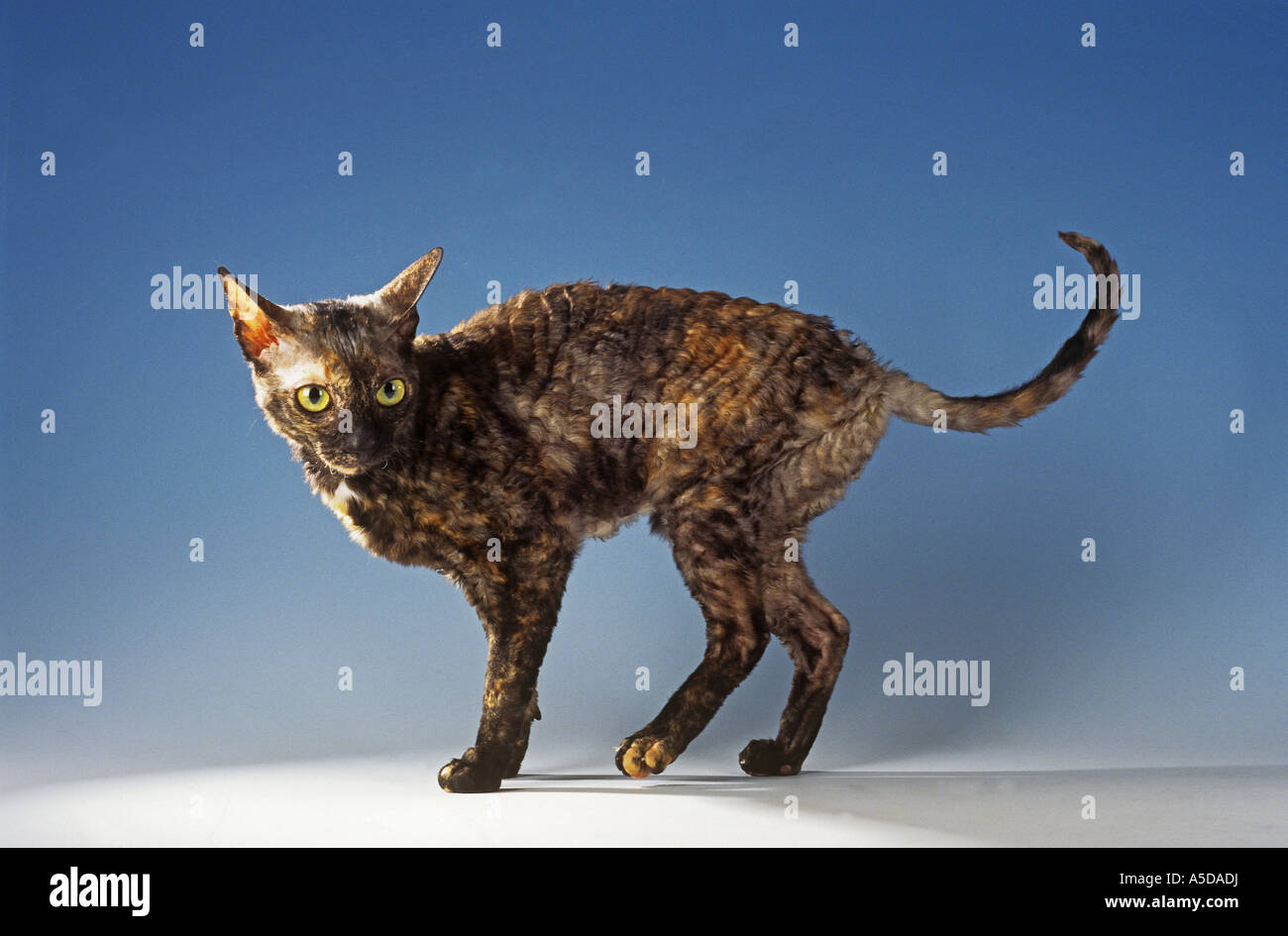 Cornish rex cat hi-res stock photography and images - Alamy