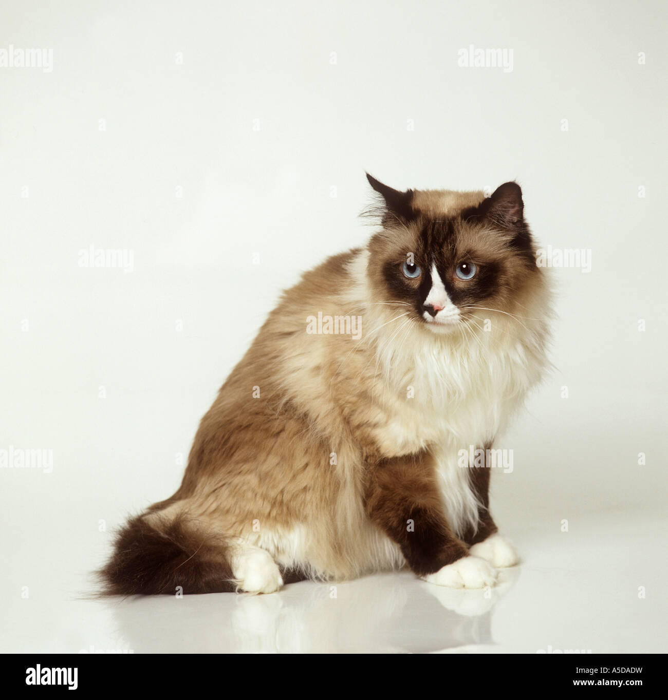 Ragdoll cat - sitting lateral - cut out Stock Photo - Alamy