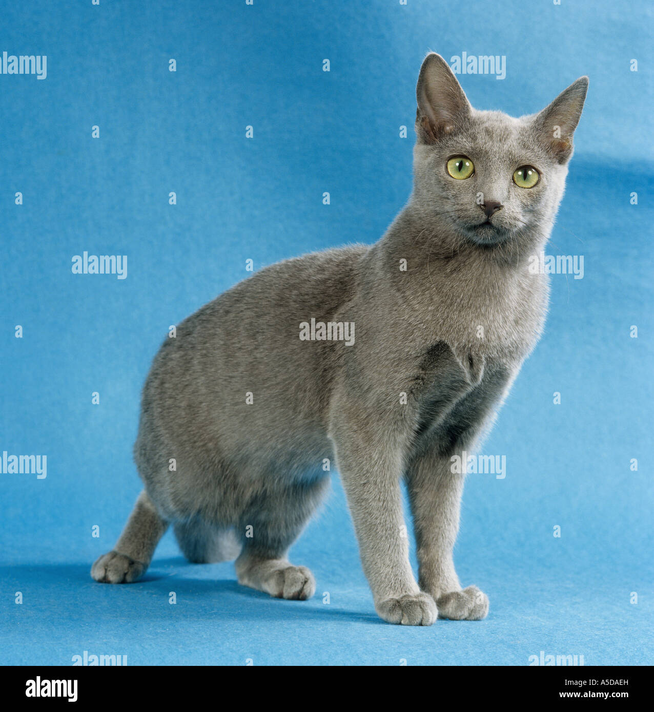 Russian Blue - standing - cut out Stock Photo - Alamy