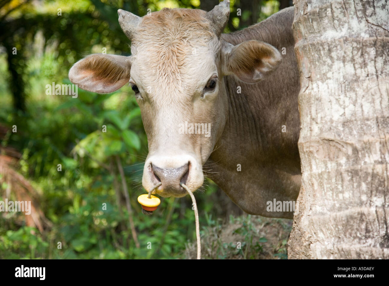 Cow Tethered, by the nose, farm, travel, cattle, agriculture. An Asian ...