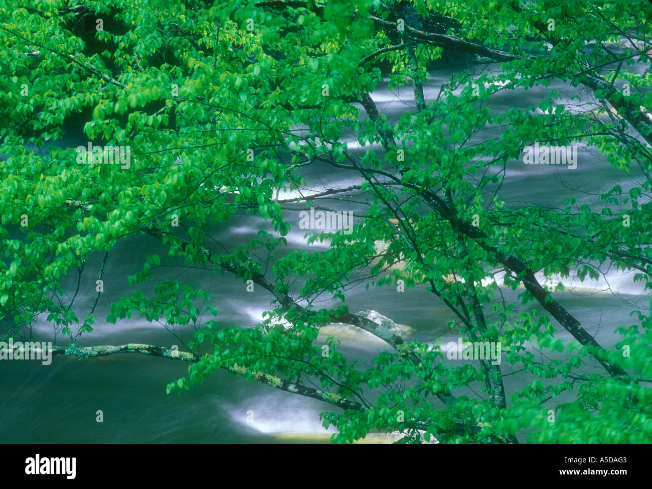 Fresh foliage overhanging rapids in Little River on a rainy day Great ...