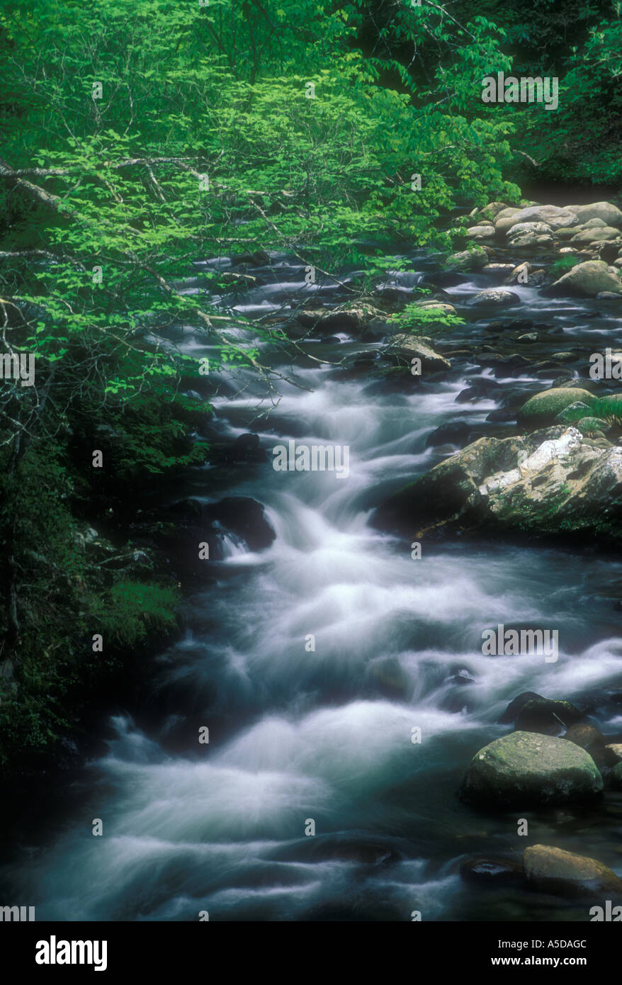 Fresh foliage overhanging rapids in Middle Prong of Little River Great ...