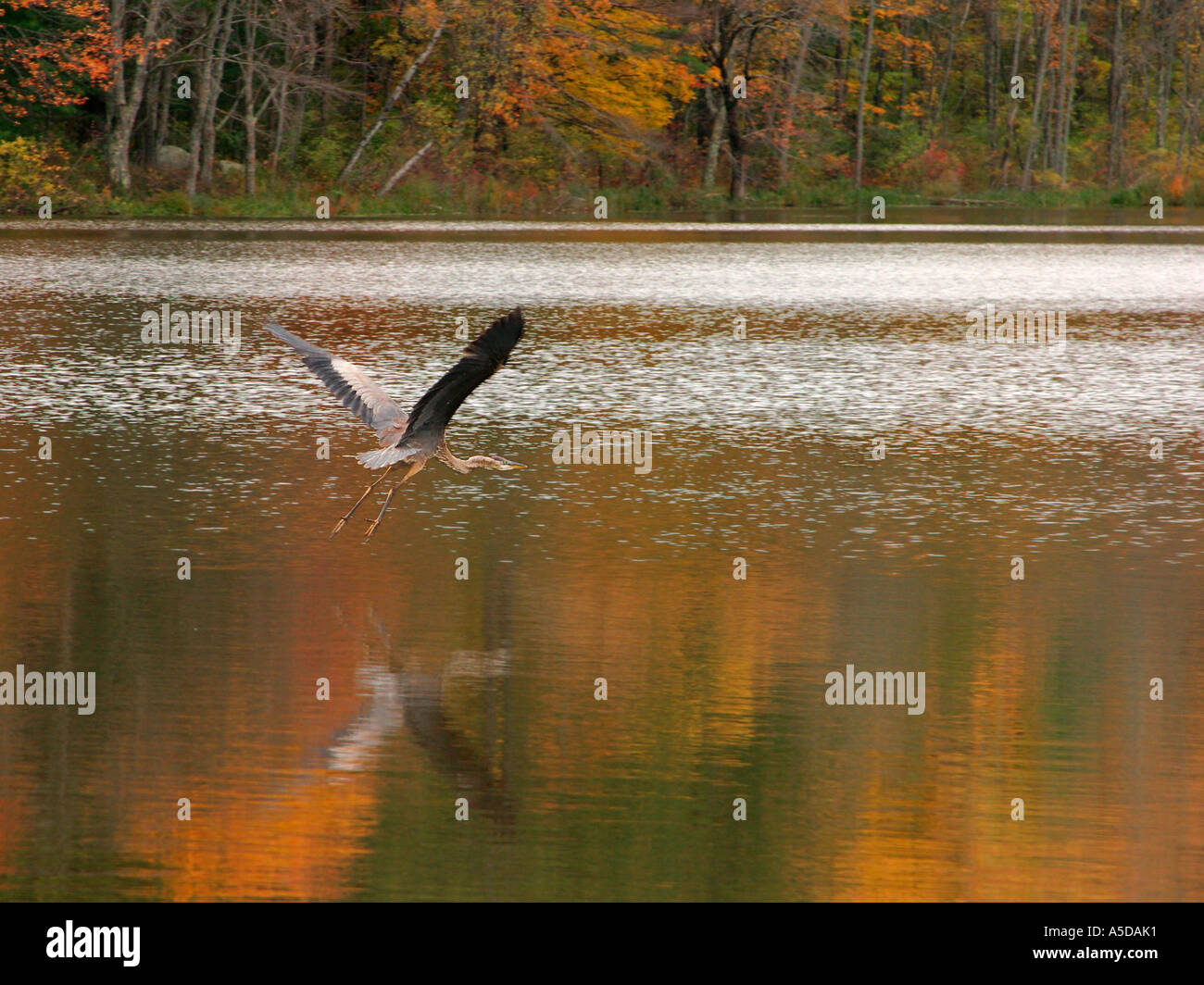 Heron in Flight Stock Photo - Alamy