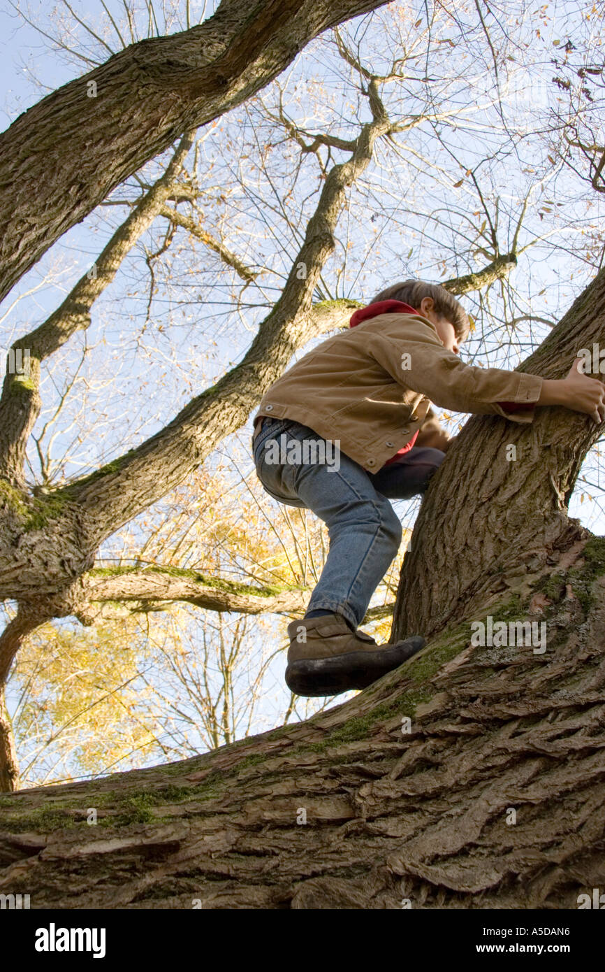 Outdoor exterior day daytime daylight tree one low angle hi-res stock ...