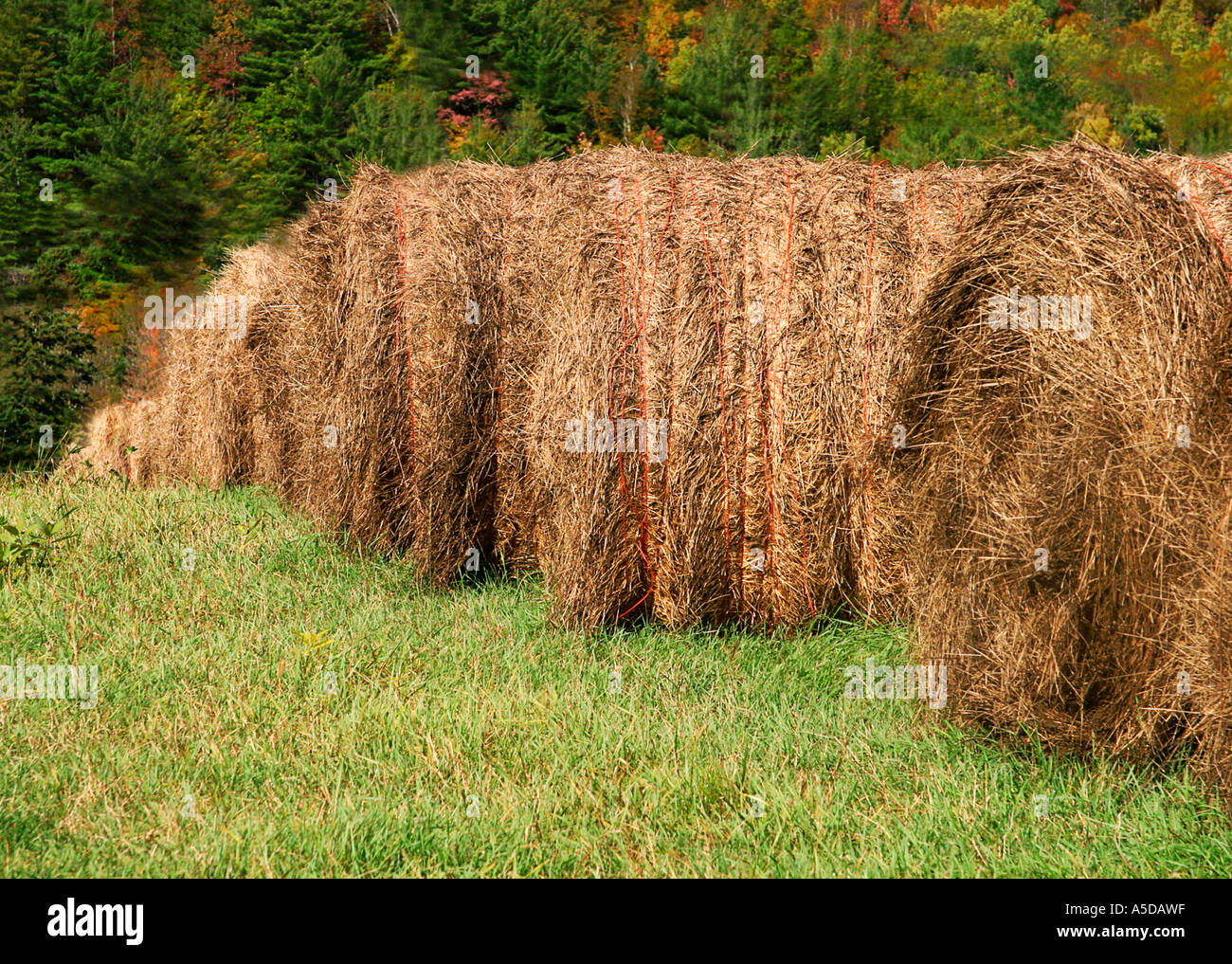Hay bales rolled ready hi-res stock photography and images - Alamy