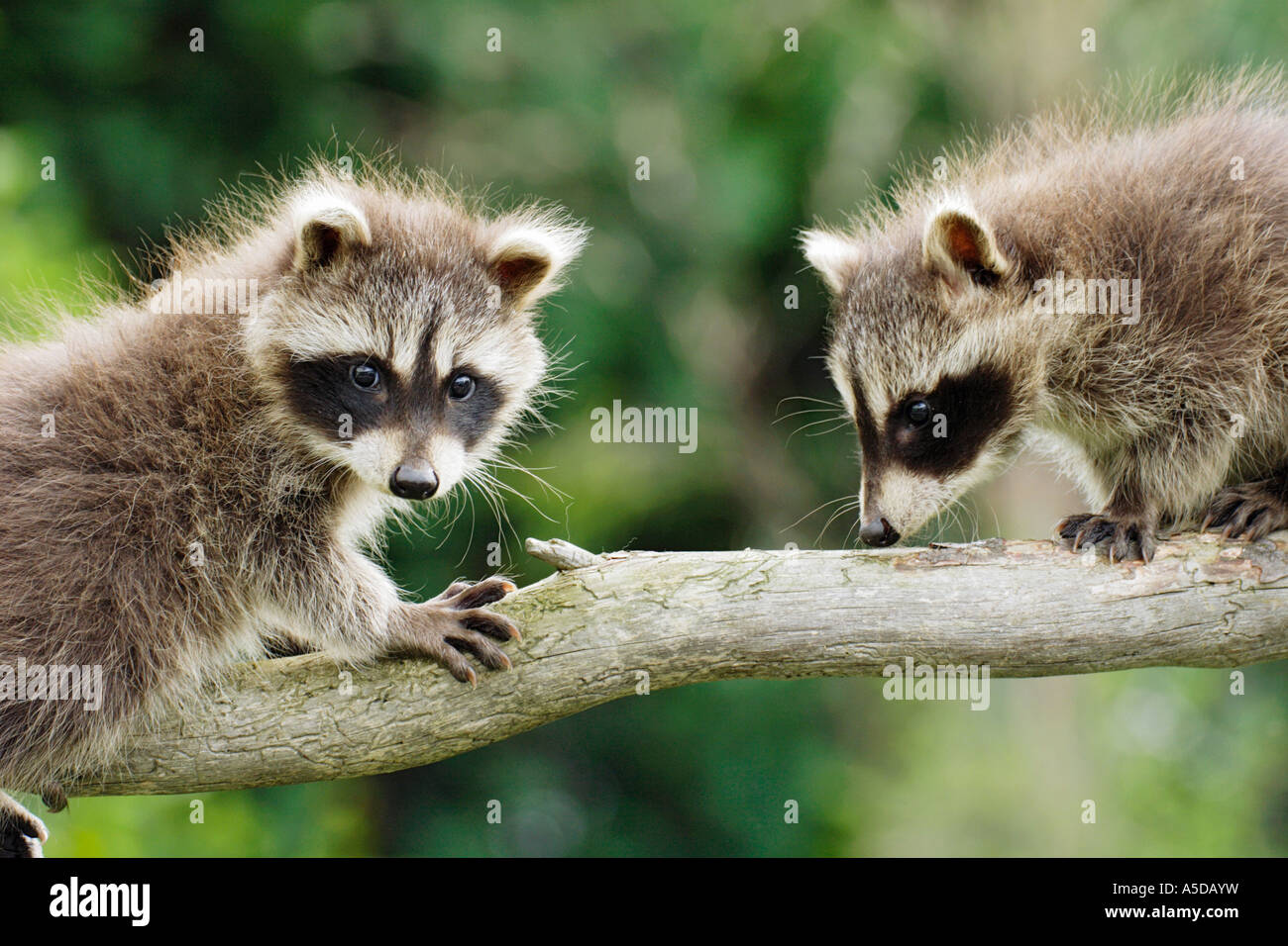 two young common raccoons - on branch / Procyon lotor Stock Photo - Alamy
