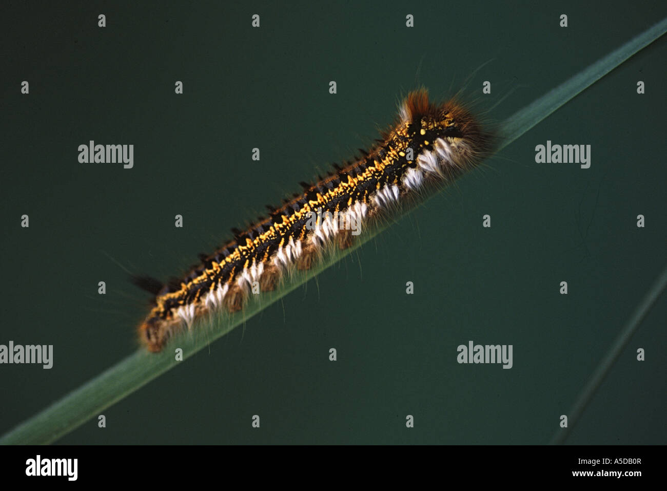 drinker - caterpillar / Philudoria potatoria Stock Photo - Alamy