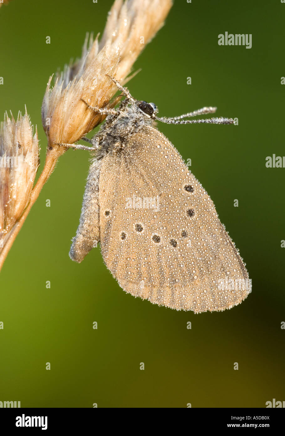 Dusky large blue / Maculinea nausithous Stock Photo - Alamy