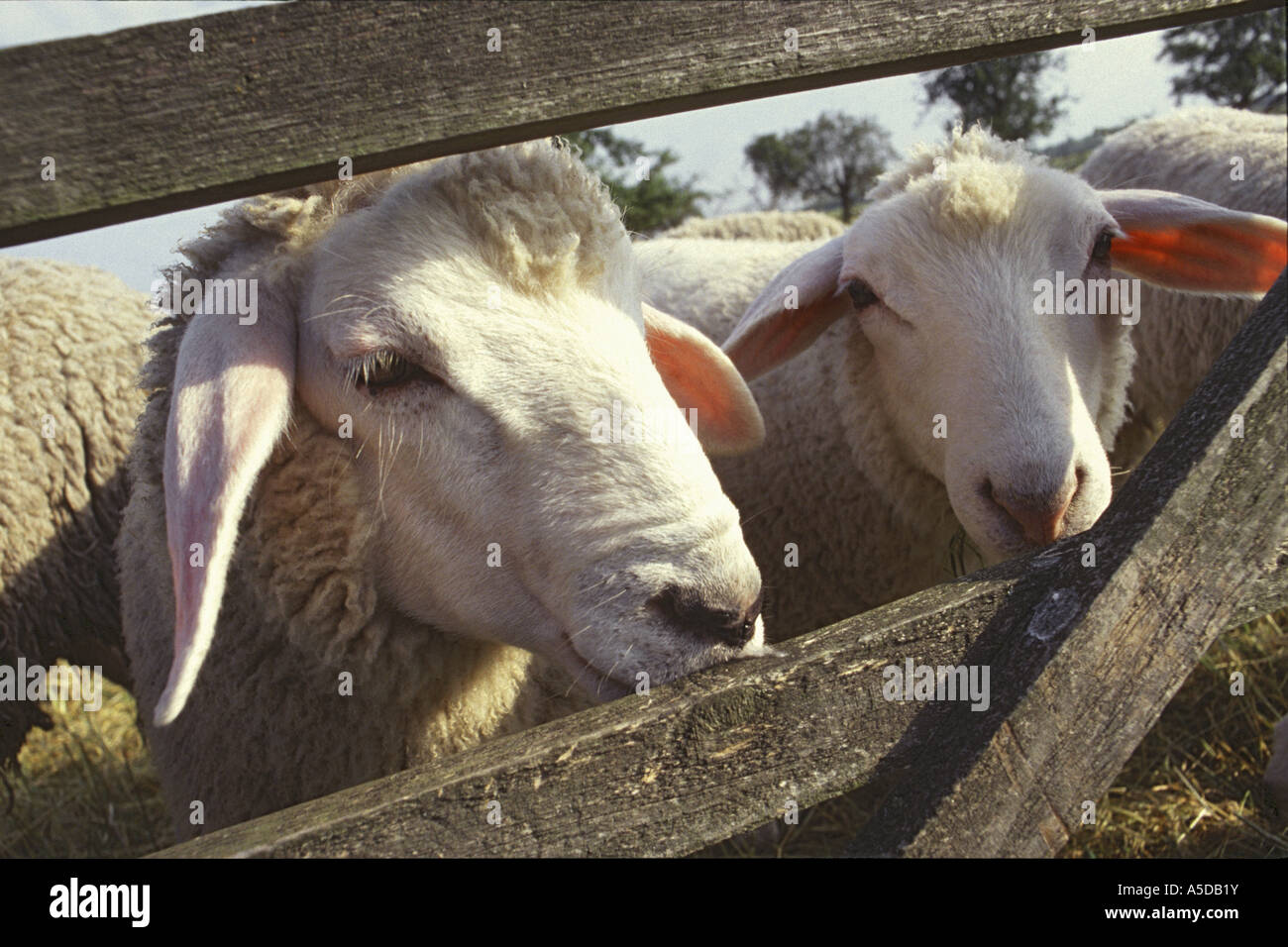 sheep - behind fence Stock Photo - Alamy