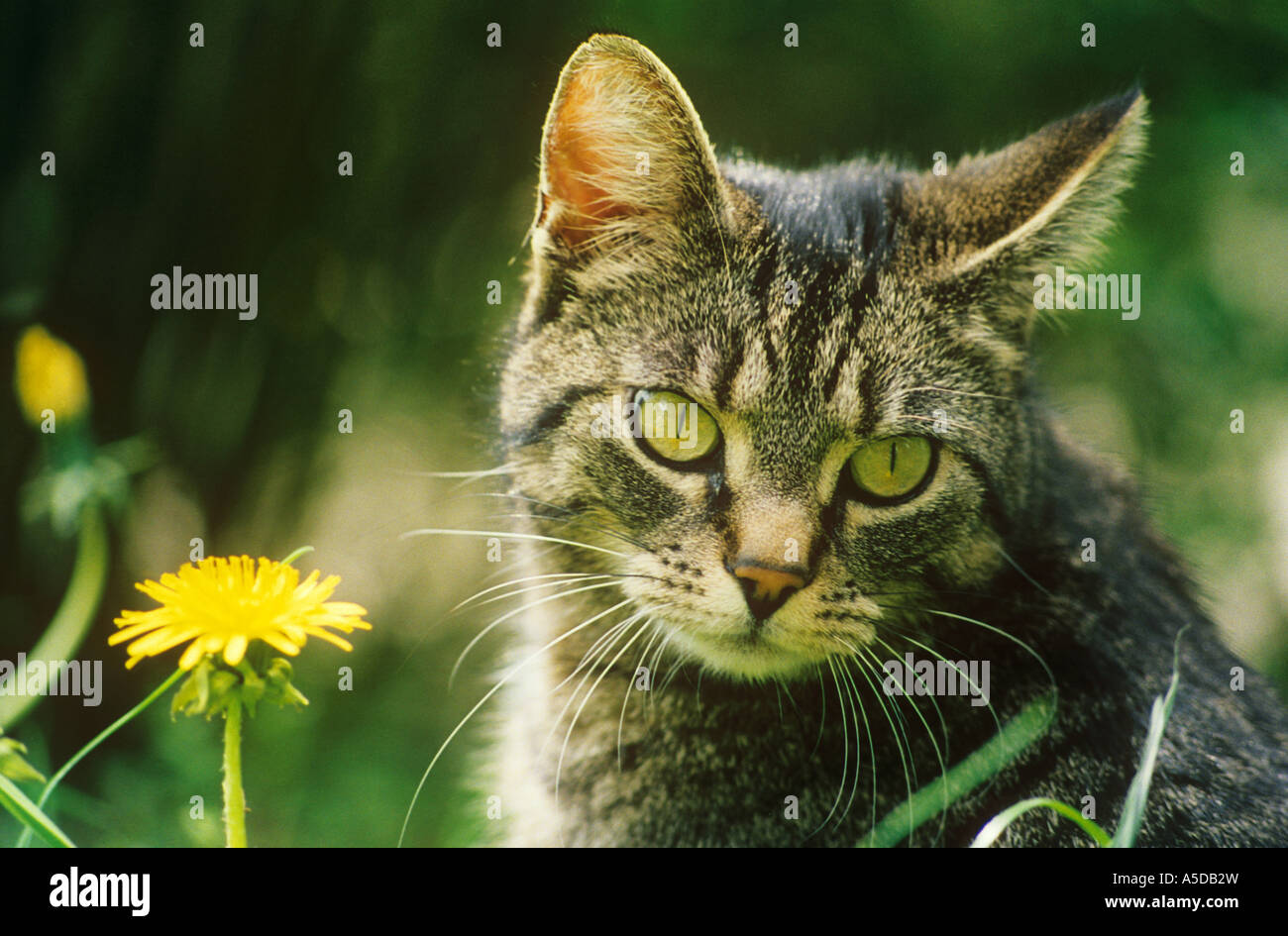 Portrait common tabby cat hi-res stock photography and images - Alamy