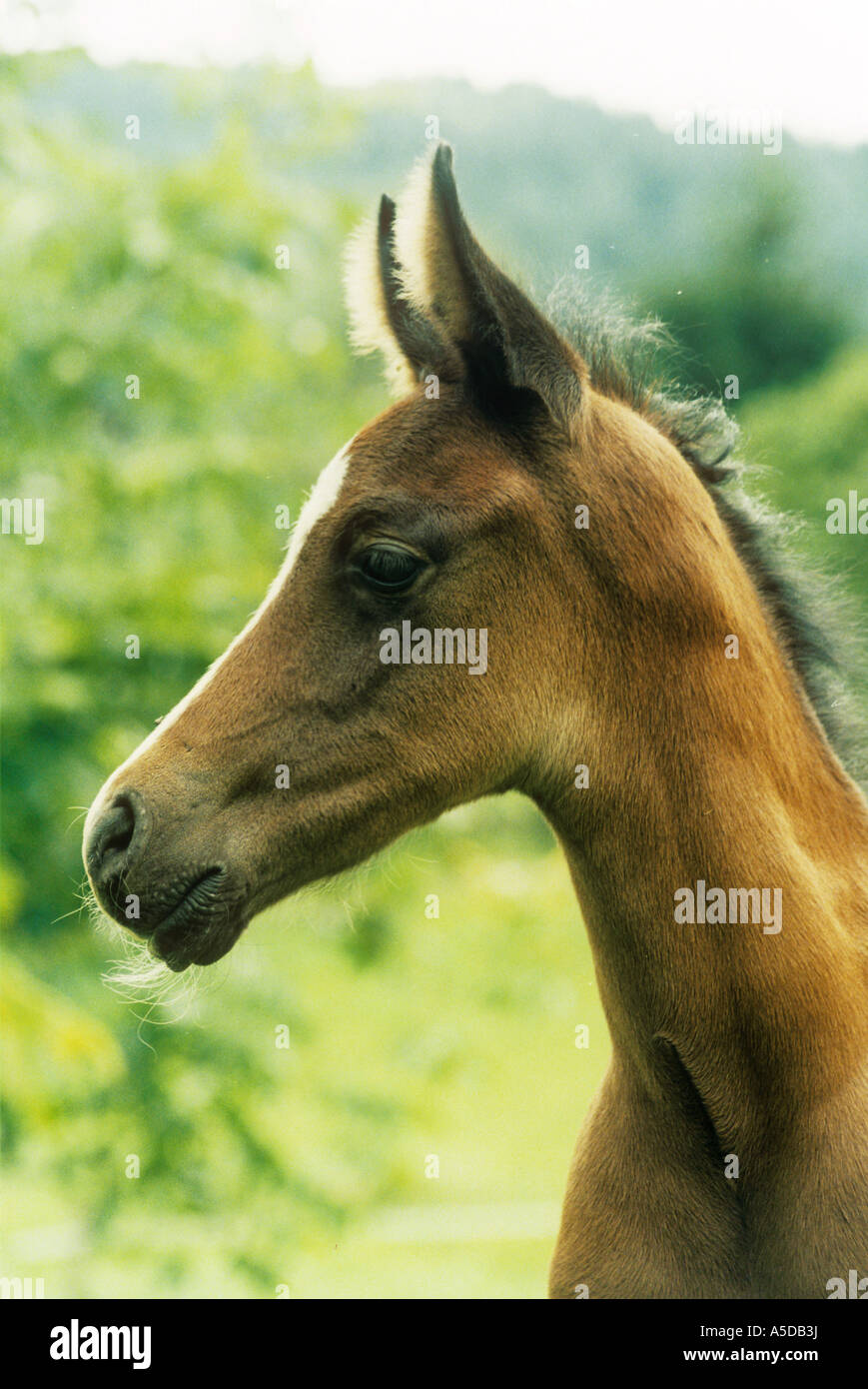 Arabian thoroughbred hi-res stock photography and images - Alamy