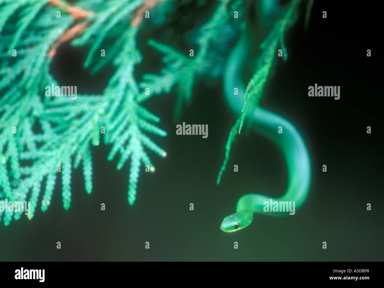 Smooth green snake (Oopheodrys vernalis) Non venomous snake native to ...