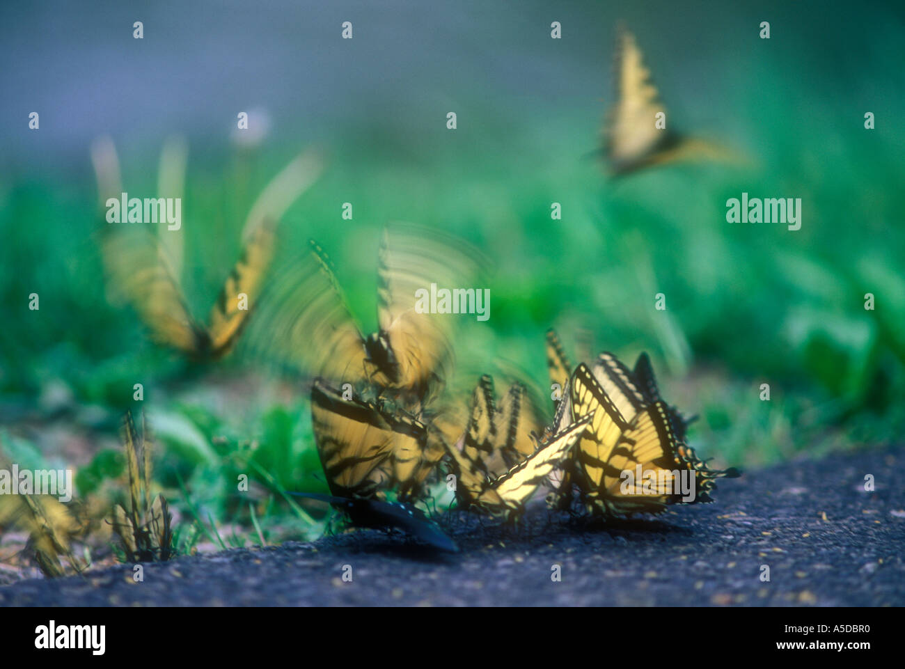 Tiger swallowtail papilio spp puddling hi-res stock photography and ...