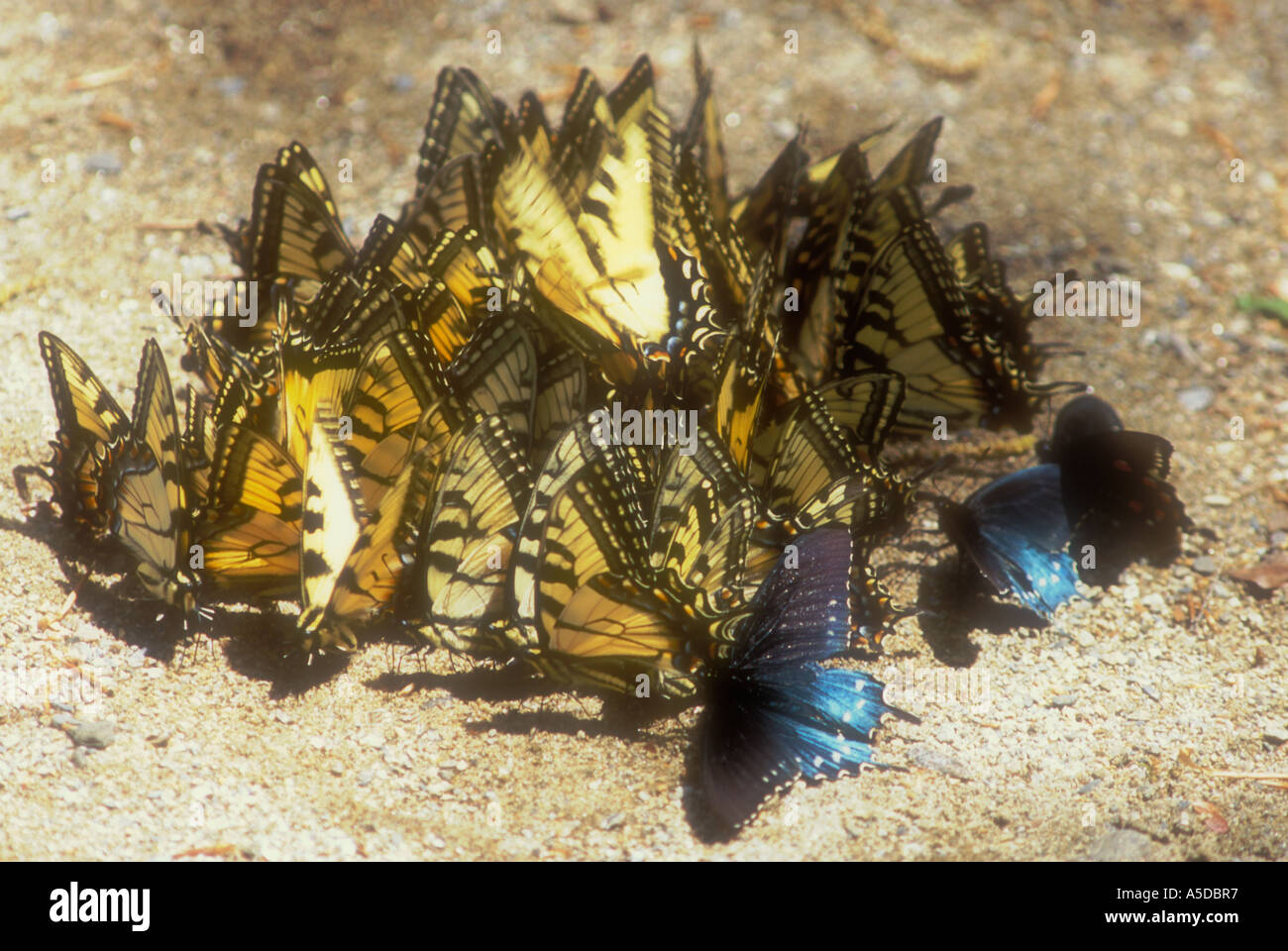 Tiger swallowtail papilio spp puddling hi-res stock photography and ...