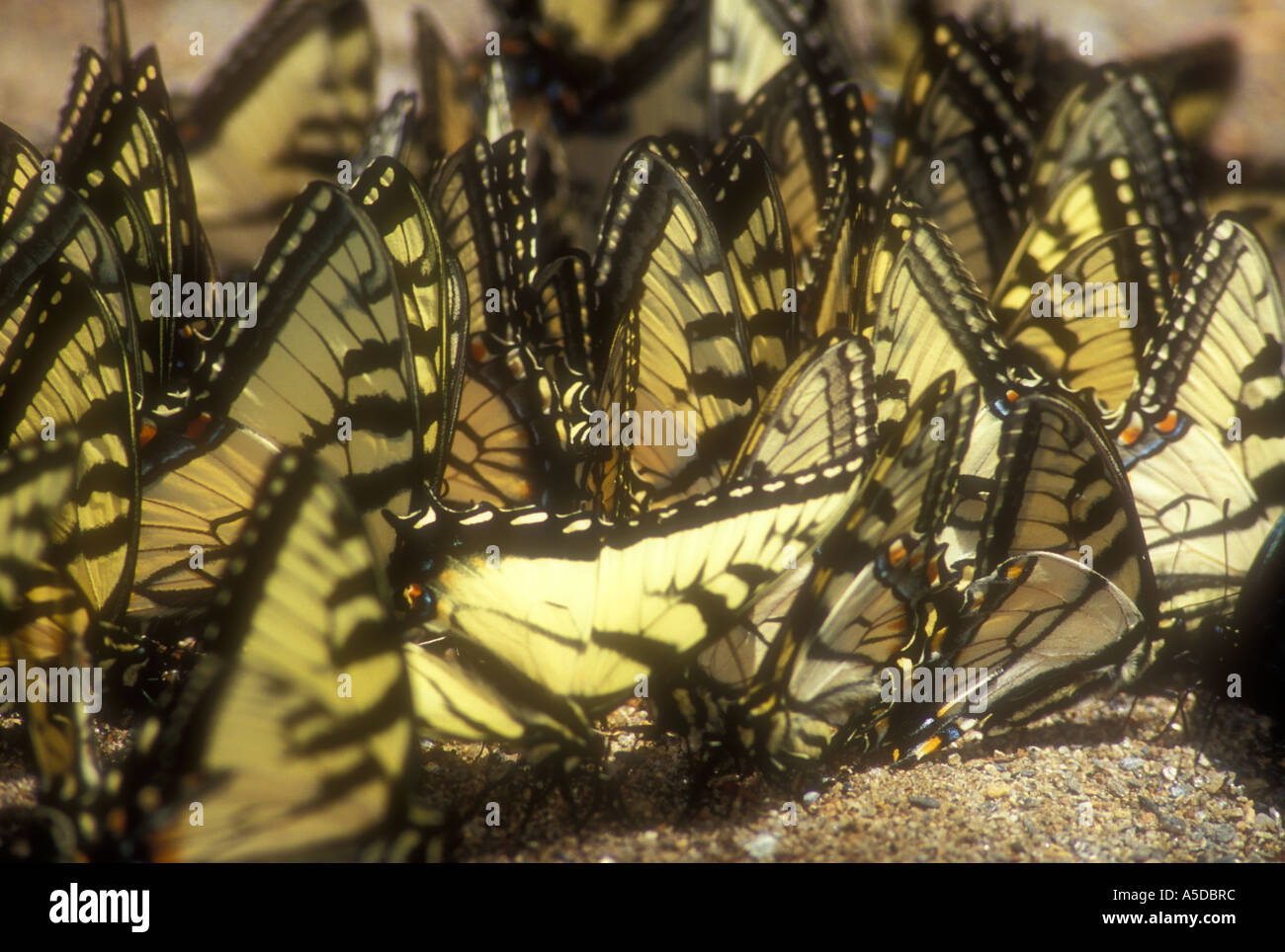 Appalachian butterfly hi-res stock photography and images - Alamy
