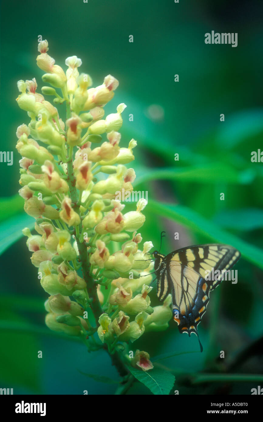 Tiger swallowtail papilio spp puddling hi-res stock photography and ...