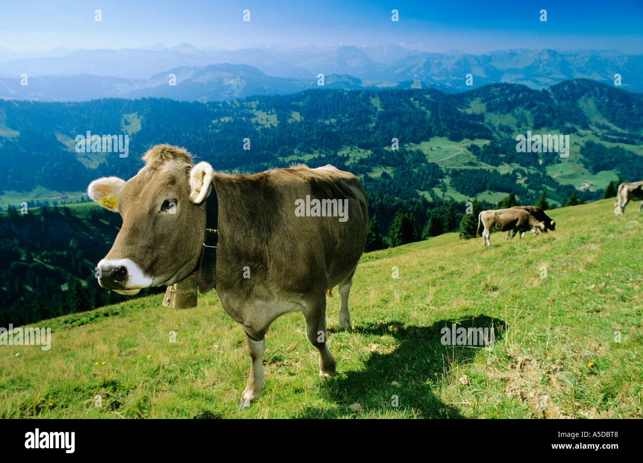 Cattle on alp Stock Photo - Alamy