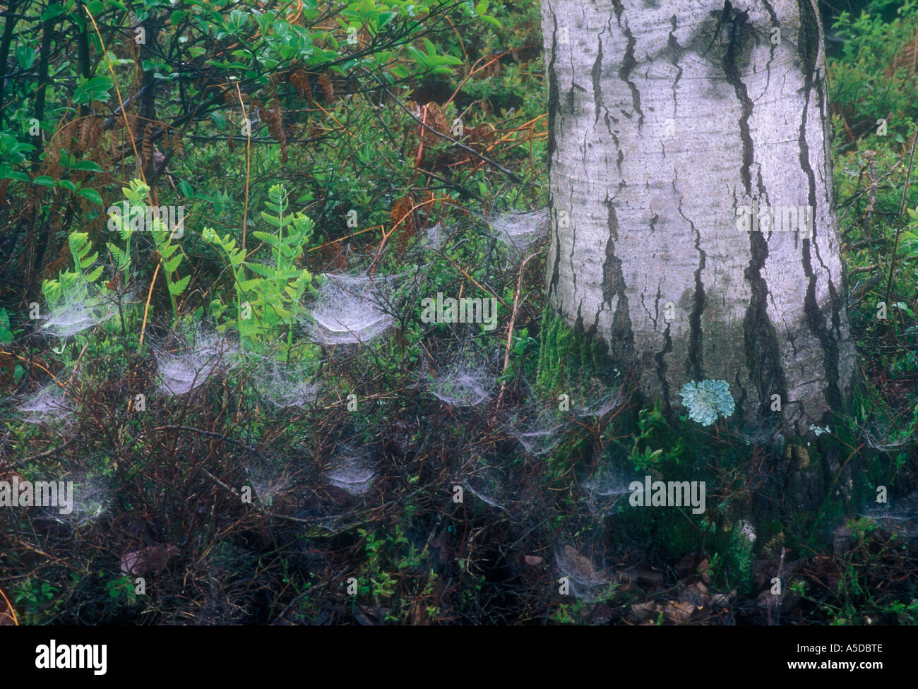 Bowl and doily spider webs hi-res stock photography and images - Alamy