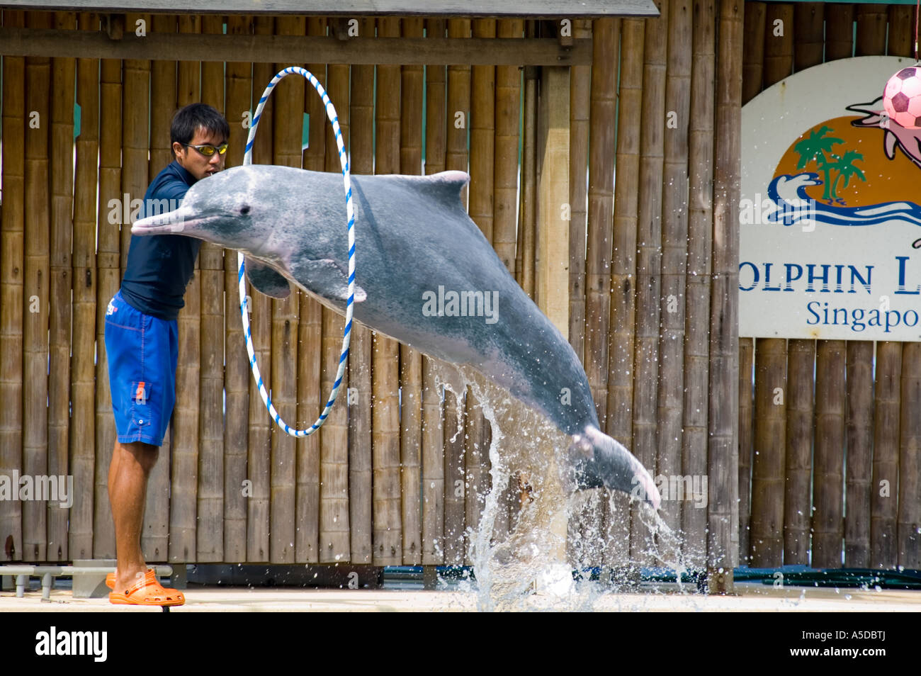 Stock photo of a pink dolphin leaping through a hoop at the Dolphin ...