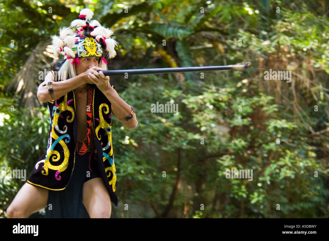 Stock photo of an Orang Asli tribesman demonstrating the use of a blow ...