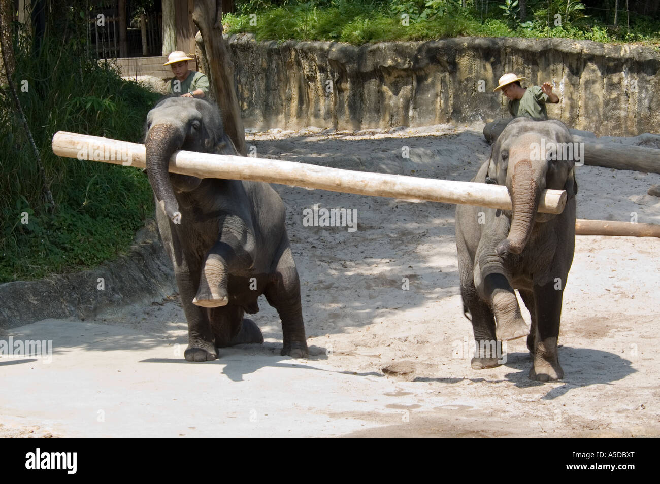 Stock photo of Asian elephants demonstrating their logging abilities at ...