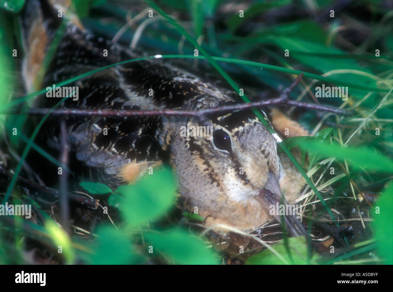 American woodcock (Scolopax minor) Incubating eggs in ground nest ...