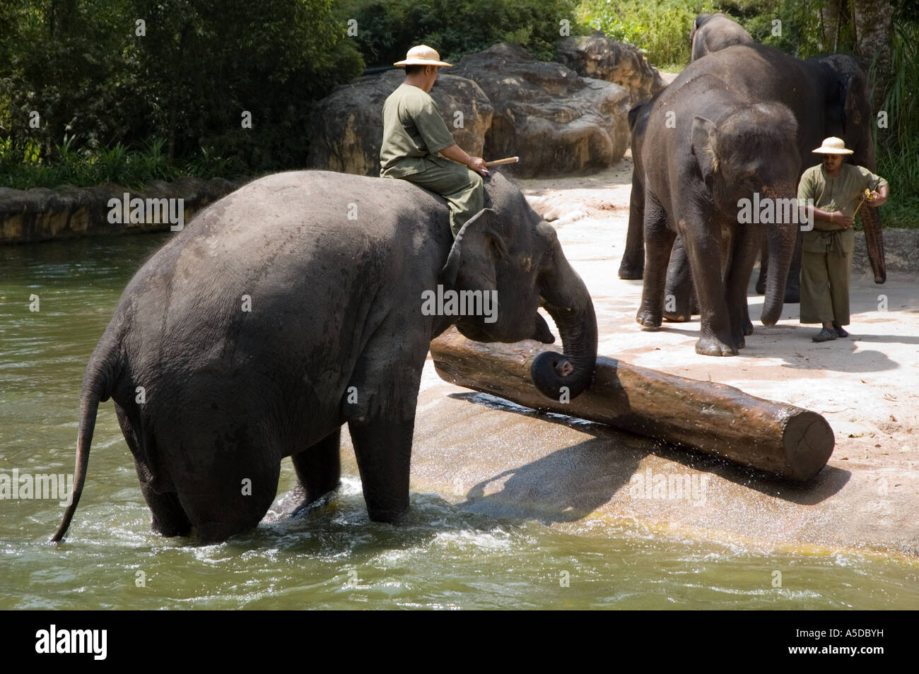 Stock photo of Asian elephants demonstrating their logging abilities at ...