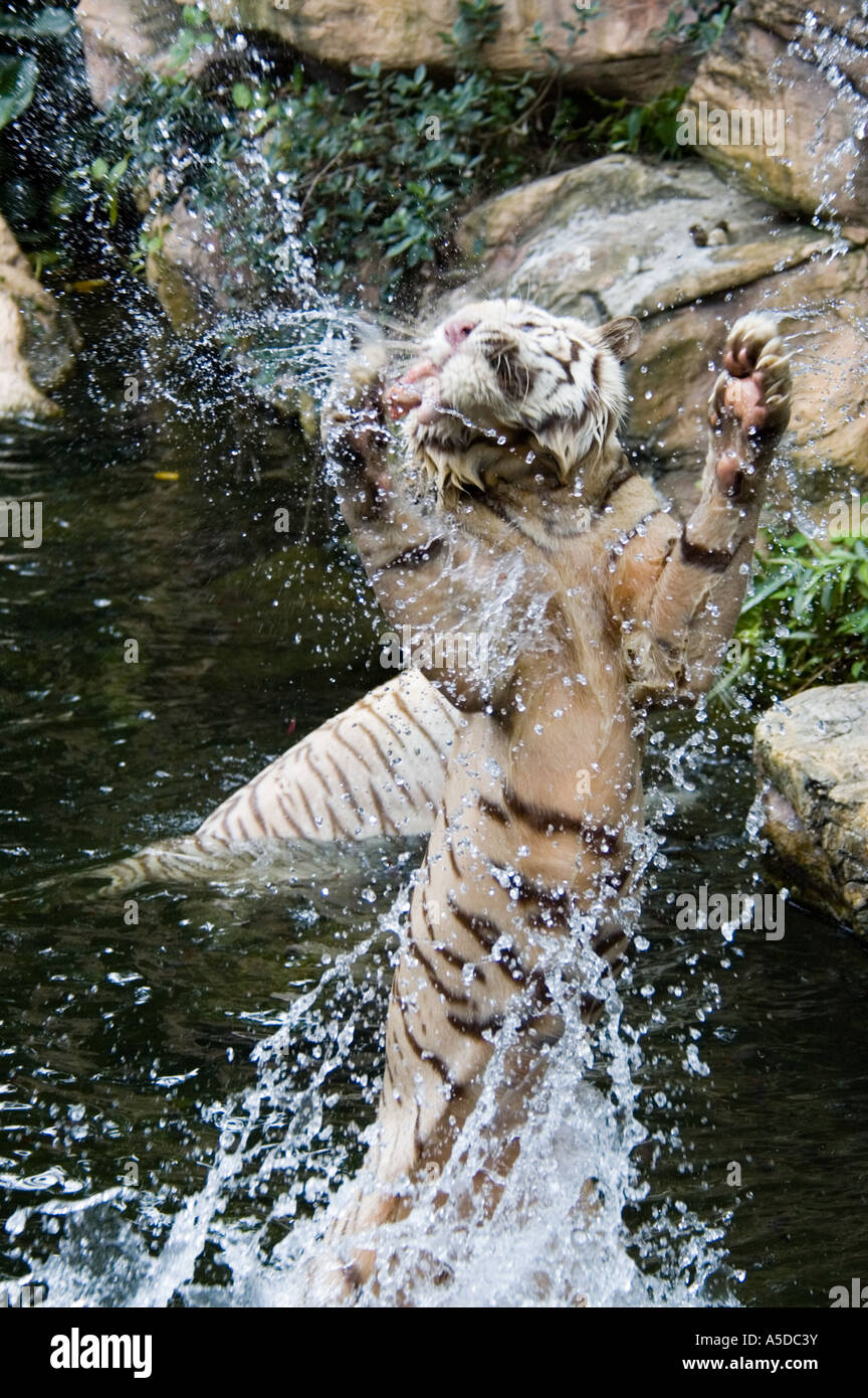 Tiger jump leap water hi-res stock photography and images - Alamy